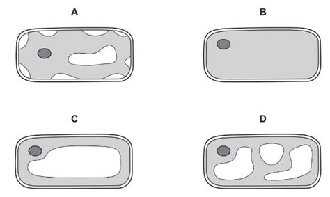 Igcse Biology 0610 3 2 Osmosis Igcse Style Questions Paper 2 Elearning App By Iitians