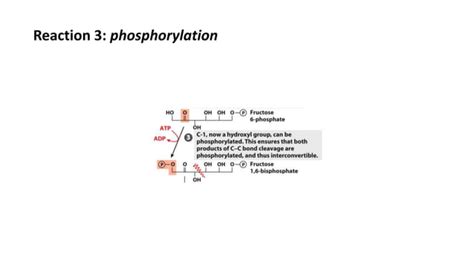 Glucose Catabolism Glycolysis In Detailppt