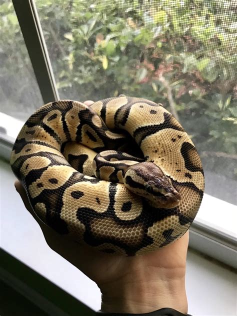 New Snek R Ballpython