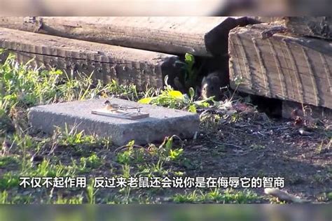 农村老大爷抓住偷玉米的老鼠一家5口，网友：惩罚方式笑得腰子疼惩罚老鼠腰子