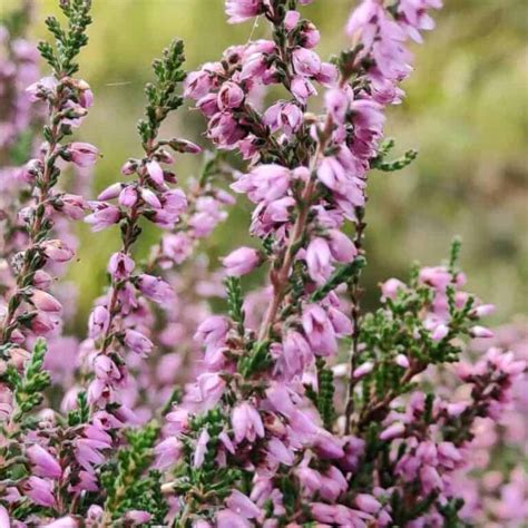 Calluna Vulgaris Care All About Growing Common Heather