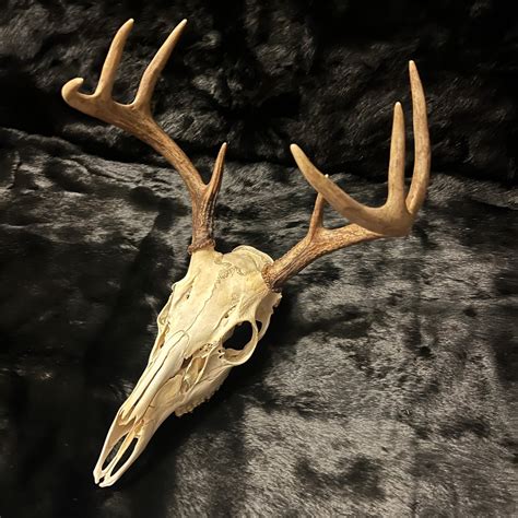 Deer Skull 8 Points Medieval Fur