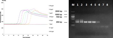Sensitivity Of The Realamp And Nested Pcr Assay For Detection Of Hev Download Scientific