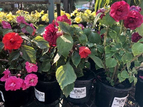 Carters Impatiens Are One Of The Rare Annual Plants That Provide