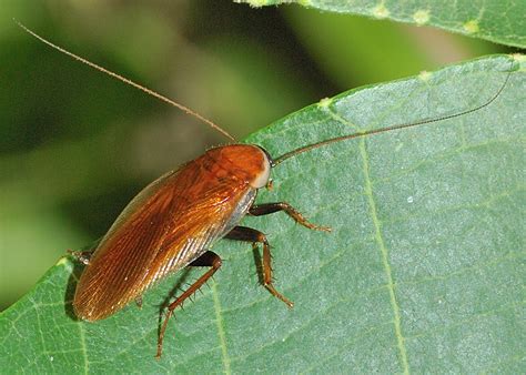 Orange Brown Bush Cockroach Beybienkoa Or Johnrehnia Sp