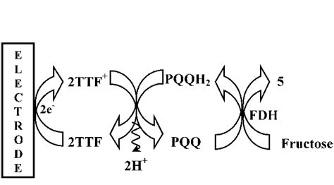 Scheme 1 Schematic Diagram Displaying The Enzyme And Electrode