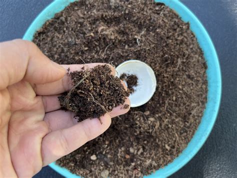 Eggshell Seed Starters A Simple Free And Eco Friendly Way To Grow Plants Cha Ching Queen