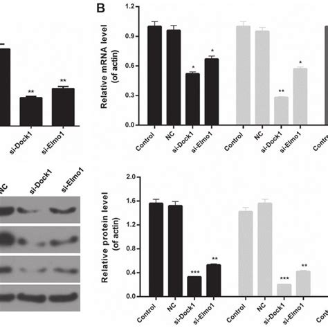 Downregulation Of Dock1 And Elmo1 Affected The Rhoarac1 Pathway
