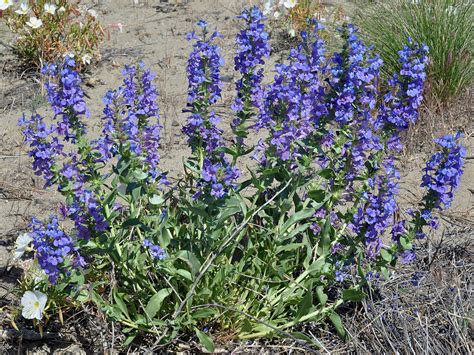 Penstemon Acuminatus Var Acuminatus Flora Of Eastern Washington And