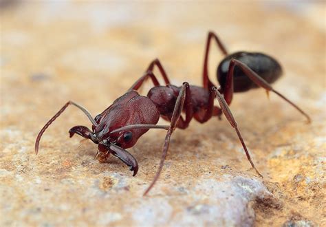Trap Jaw Ant Species Odontomachus Bauri Facts Identification
