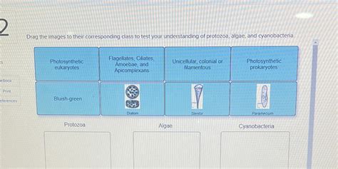 Solved N Drag The Images To Their Corresponding Class To Test Your Course Hero