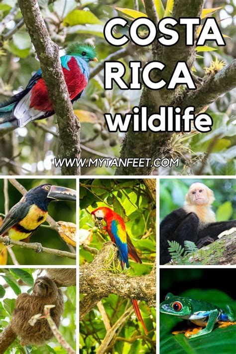 Costa Rica Wildlife Guide Mammals Birds And Reptiles Artofit