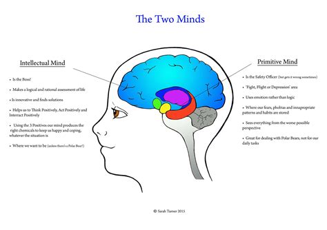 What Are The Four Main Parts Of The Primitive Brain At Anna Tichenor Blog
