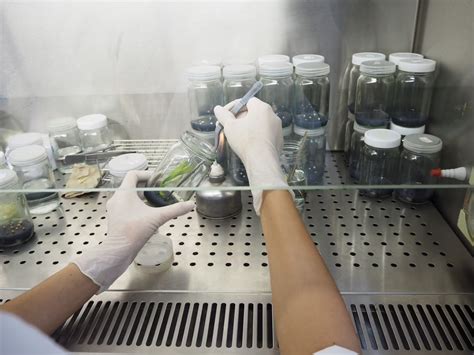 วช หนุน นักวิจัย ม นเรศวร ต่อยอดเทคโนโลยีการเพาะเลี้ยงเนื้อเยื่อจากอินทผลัม สู่มะพร้าวน้ำหอมได้