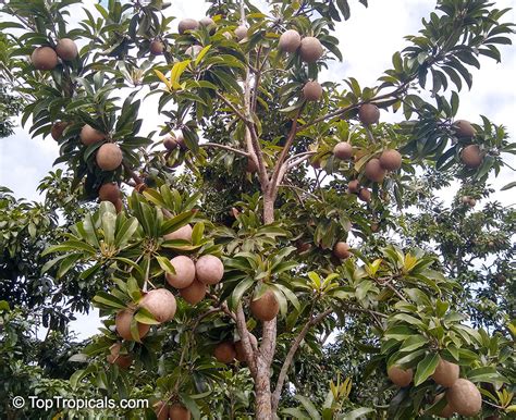 Manilkara Zapota Sapodilla Top Tropicals Plant Encyclopedia