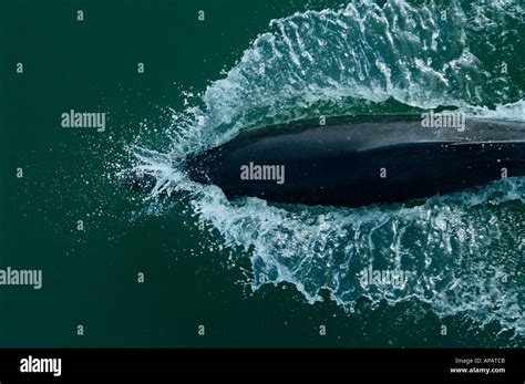 Bottlenose Dolphin Tursiops Truncatus Bow Riding Gambia Africa