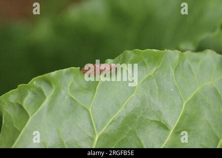 Brown Lacewing Micromus Angulatus Perched On A Sugar Beet Leaf