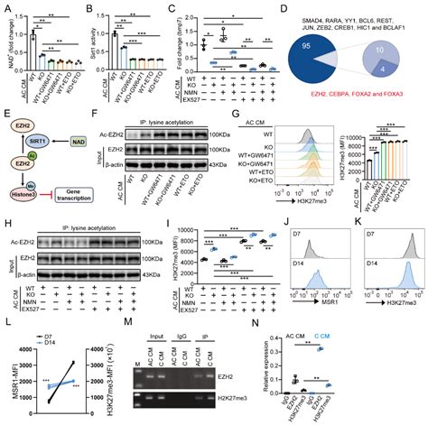 Redox Biology：赵书杰团队揭示凋亡软骨细胞通过调节巨噬细胞的代谢重编程促进骨再生的相关机制 中科脂典