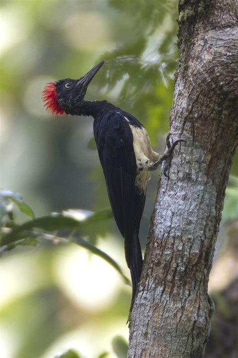 White Bellied Woodpecker Birds Of Singapore