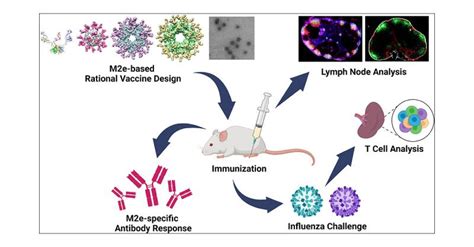Keegan Braz Gomes Phd On Linkedin Single Component Multilayered Self
