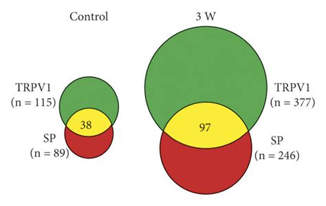 If Results Of Trpv1 Sp And Cgrp In Drg Of Rats In Stz Group A Download Scientific Diagram