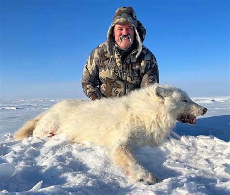 Arctic Wolf Hunting Tactics
