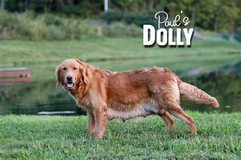 Pauls Dolly My Golden Retriever Puppies