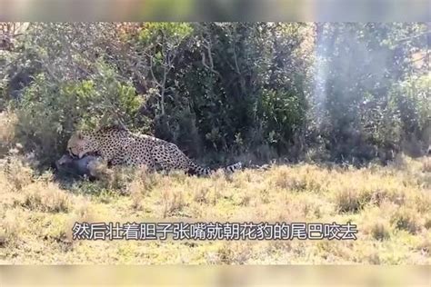 胡狼不断挑衅花豹，最终豹子忍无可忍，直接怒了“一击毙命”！豹子挑衅