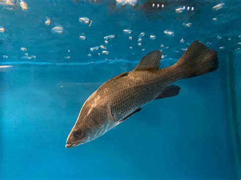 Barramundi 6 For Sale Exotic Fish Shop 774 400 4598