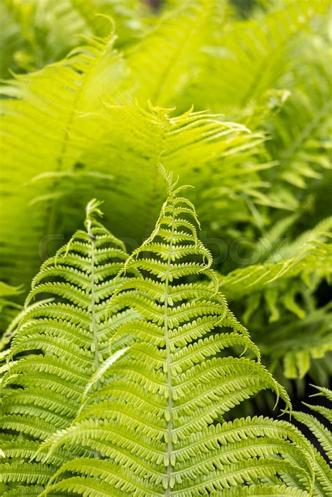Ferns Leaves Green Foliage Natural Floral Fern Background In Sunlight Stock Image Colourbox