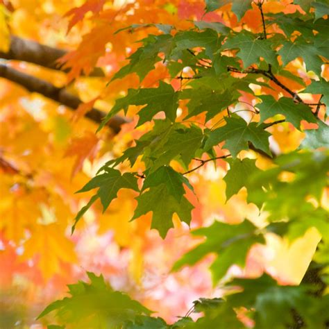 Falling Maple Tree Leaves