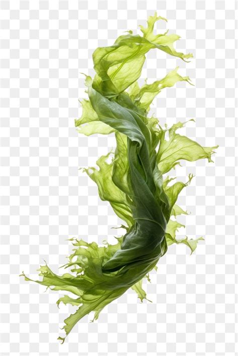 Png Swaying Kelp Seaweed Plant Premium Png Rawpixel