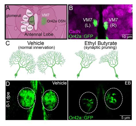 Author Spotlight Exploring Glial Influence In Experience Dependent Synaptic Pruning During
