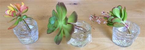 Water Propagation Succulent Leaves Best Succulent Ideas