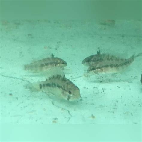 Apistogramma Wild For Sale