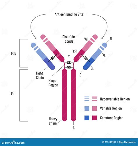 Structure Immunoglobulin Molecule Cartoon Vector