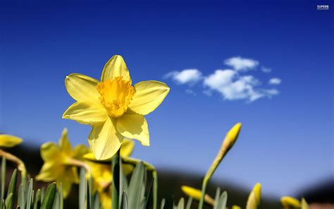Daffodils Wallpapers Wallpaper Cave