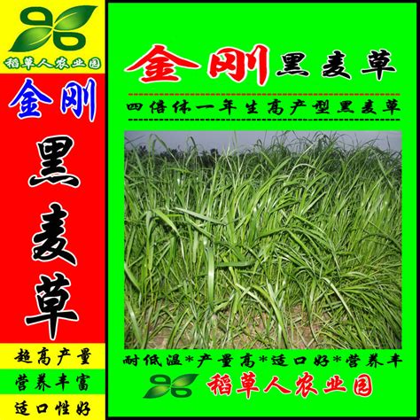 麒麟黑麦草种子四倍体宽叶型牧草籽猪牛羊鸡鸭鹅鱼兔南北方包邮 虎窝淘