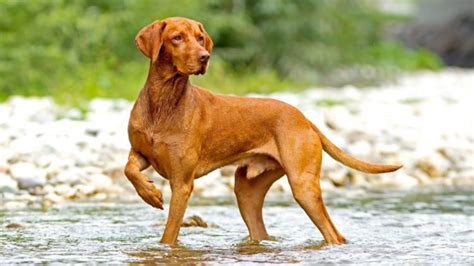 Russian Setter Vs Hungarian Vizsla Breed Comparison