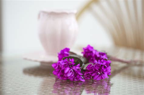 커피 한잔과 함께 레이스 냅킨에 바이올렛 로맨틱 한 봄 아침 식사 계절에 대한 스톡 사진 및 기타 이미지 계절 꽃 나무 꽃 식물 Istock