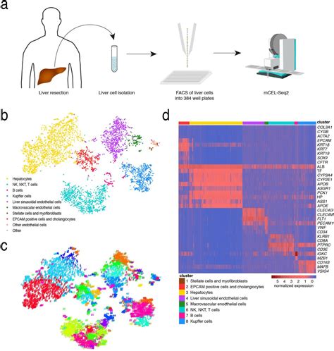 Diagram Of Liver Cell Figure 1 Liver Cell Lineage Stembook Ncbi