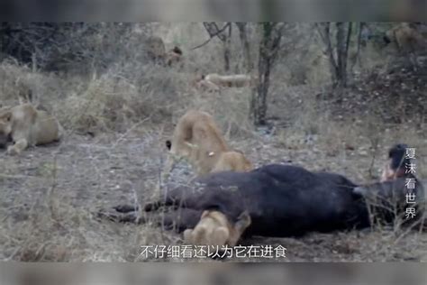 一头被猎杀的水牛，居然反杀了一头小狮子，母狮只能眼睁睁的看着反杀水牛狮子