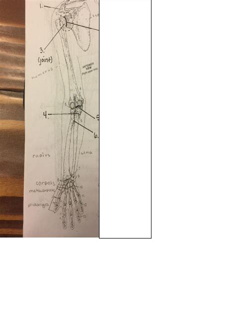 Anterior Shoulder Diagram Diagram Quizlet