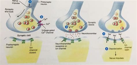Depolarization Free Education Neurotransmitters Neurons