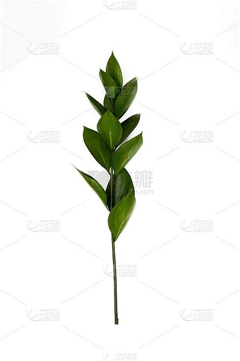 小枝与绿叶孤立在白色上素材 花瓣网