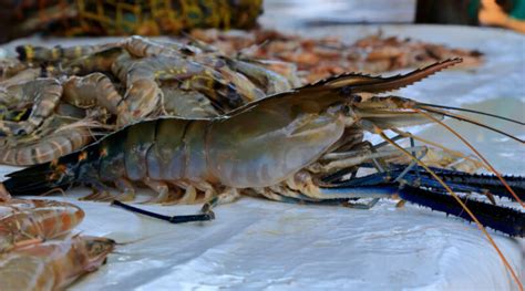Eten Sri Lanka Sri Lankaanse Gerechten Veelzijdig Sri Lanka
