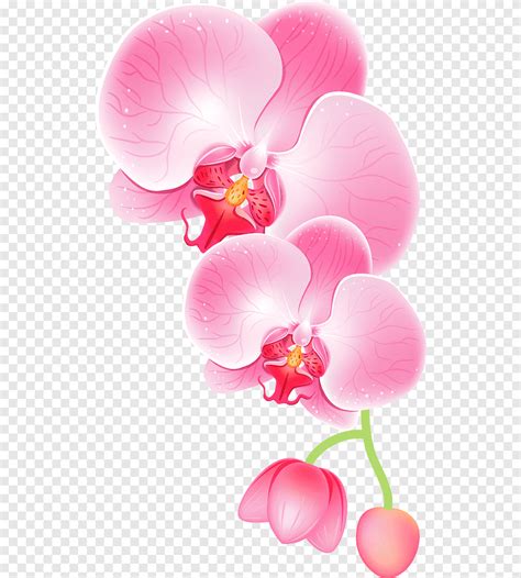 กล้วยไม้สีชมพู ดอกไม้ กล้วยไม้ Png Pngegg