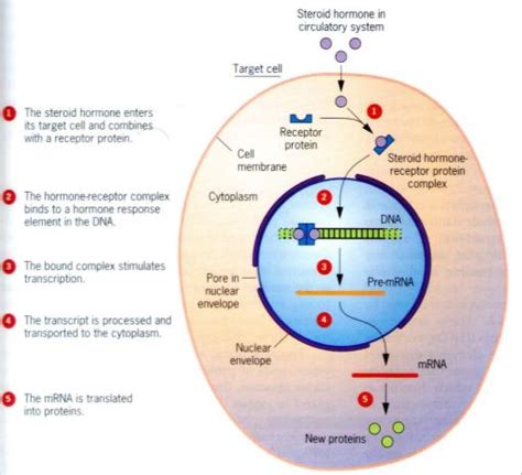 Regulation Of Gene Expression By Steroid Hormone Download Scientific
