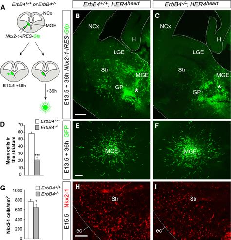 Erbb4 Is Required For The Migration Of Mge Derived Interneurons To The
