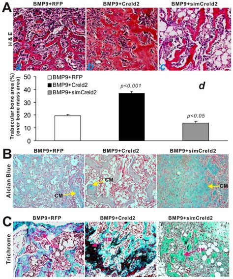 The Retrieved Samples Were Fixed Decalcified Paraffin Embedded And Download Scientific
